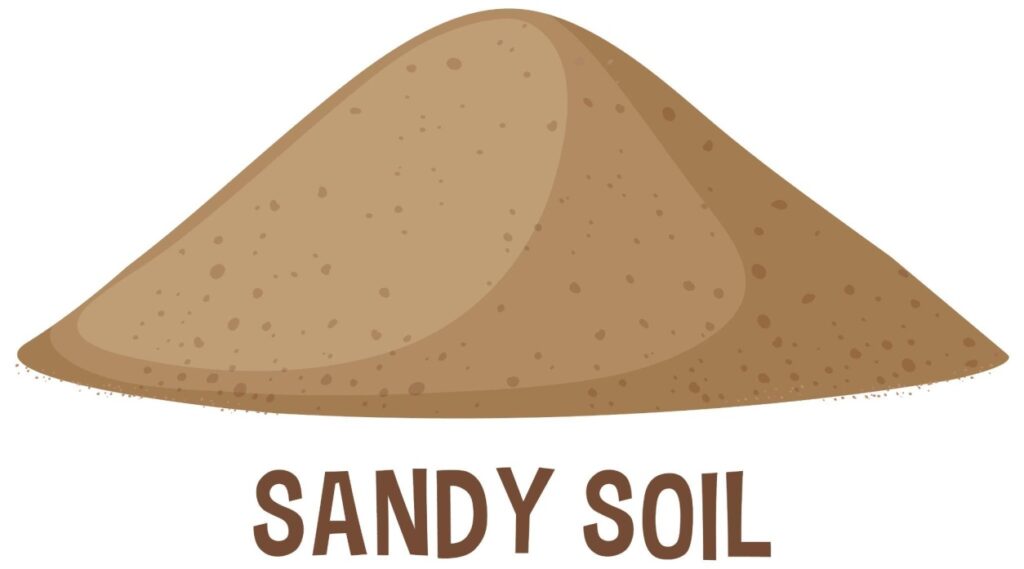Can Sod Grow on Sandy Soil? Here’s What Florida Homeowners Need to Know ...